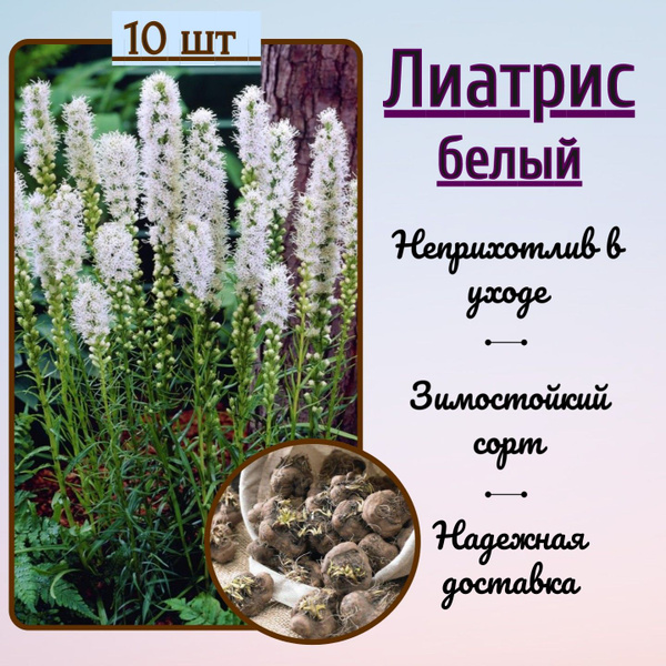 Луковицы Лиатрис Долина роз купить по выгодной цене в интернет-магазине ...