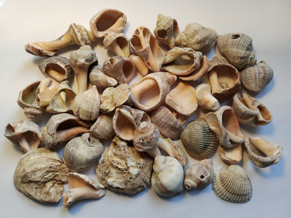 Морские ракушки натуральные битые - купить с доставкой по выгодным ...