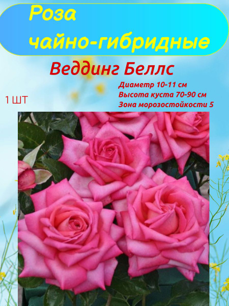 Роза, Роза комнатная Розы1шт_Веддинг Беллс - купить по выгодным ценам в ...