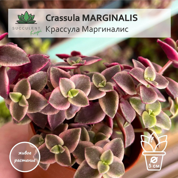 Crassula MARGINALIS variegata / диаметр горшка 5 см / Крассула ...