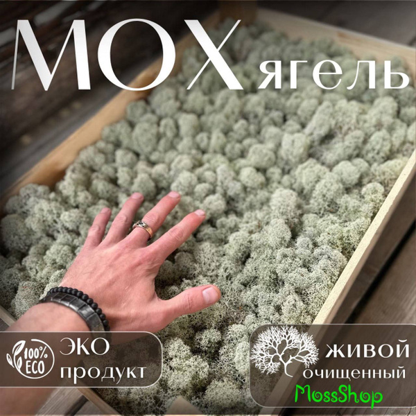 Мох Ягель живой (сухой,чистый) для стабилизации,для улиток Ахатин и ...