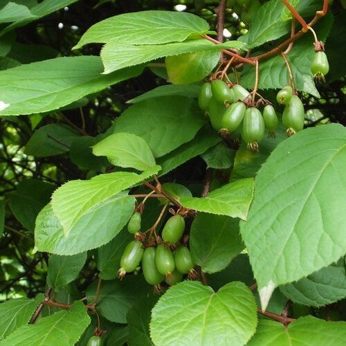 Актинидия коломикта Народная - купить с доставкой по выгодным ценам в ...