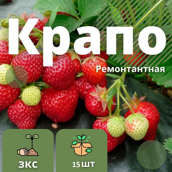 Саженцы клубники"Крапо 10", 15 штук - купить с доставкой по выгодным ...