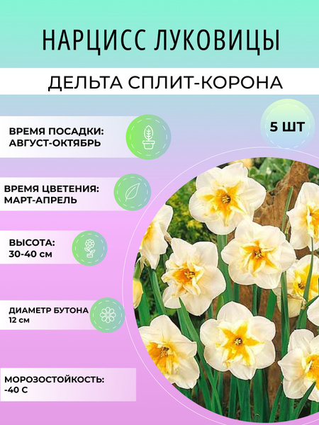 Нарцисс нарцисс - купить по выгодным ценам в интернет-магазине OZON ...