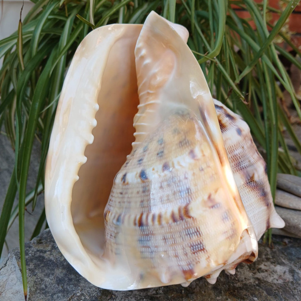 Ракушка морская натуральная Кассис (16-17см.) - купить с доставкой по ...