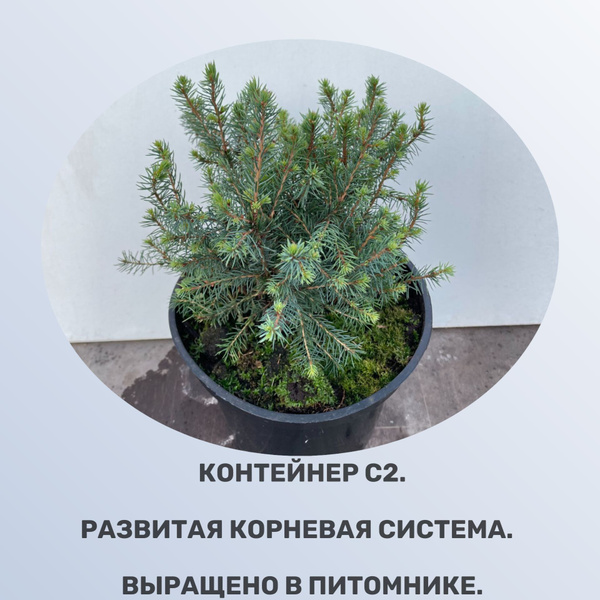 Ель канадская "Эхиниформис", карликовая, 15-20 см. контейнер С2. купить ...