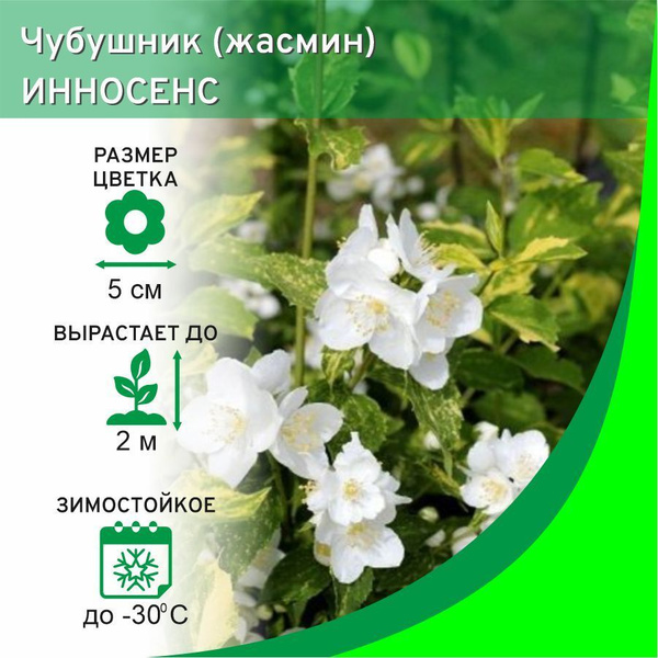 Чубушник пестролистный Инносенс ( Philadelphus Innocence) купить на ...
