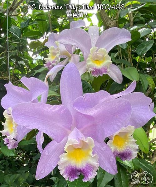 Орхидея каттлея C. Valentine 'Billy's Blue' HCC/AOS купить на OZON по ...