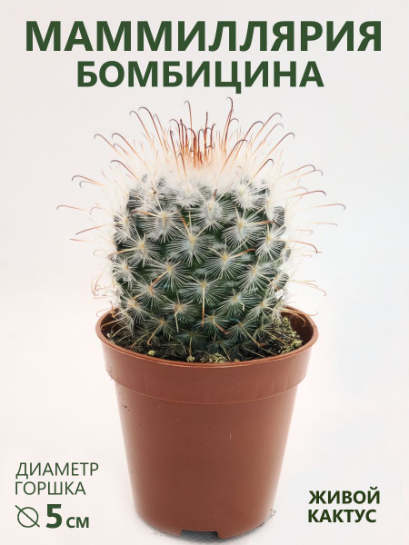 Кактус Маммиллярия Бомбицина (Mammillaria) D-5 см купить на OZON по ...