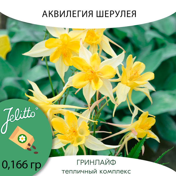Jelitto Аквилегия_AA618, 0.166 г - купить по выгодным ценам в интернет ...