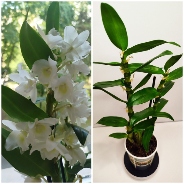 Дендробиум Нобиле белый живое комнатное растение d12 см,отцвел купить на OZON по низкой цене ...