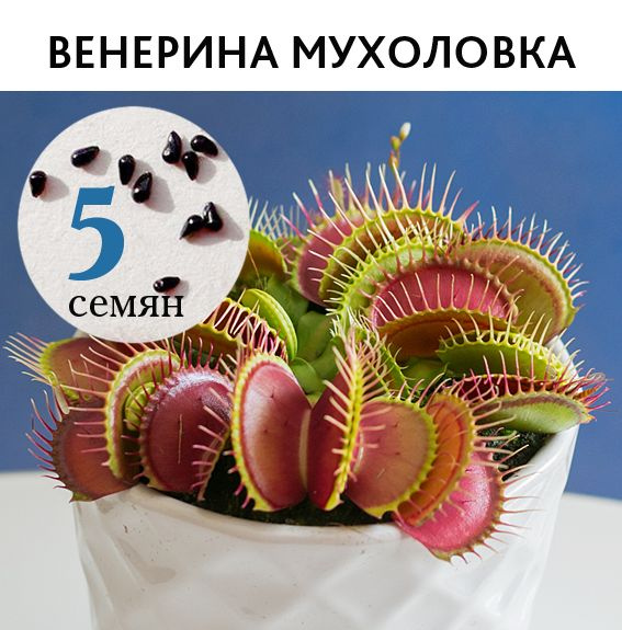 Венериной Мухоловки 10 шт. типичная форма_5 - купить по выгодным ценам ...