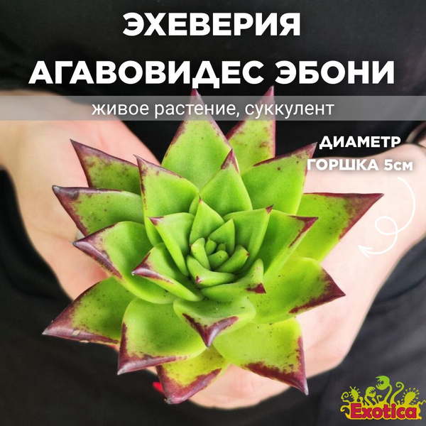 Эхеверия Агавовидес Эбони Грин (Echeveria Agavoides Ebony Green) D5см ...