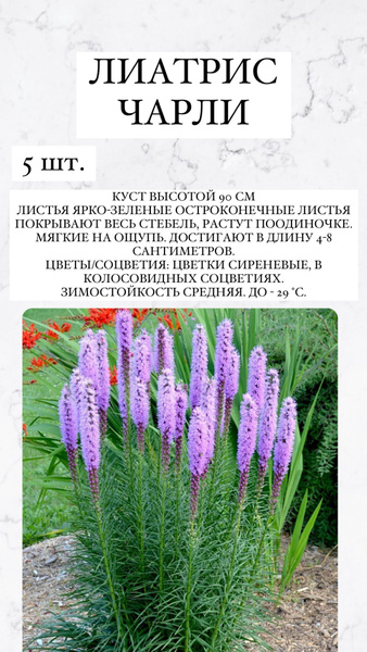 Луковицы Лиатрис купить по выгодной цене в интернет-магазине OZON ...