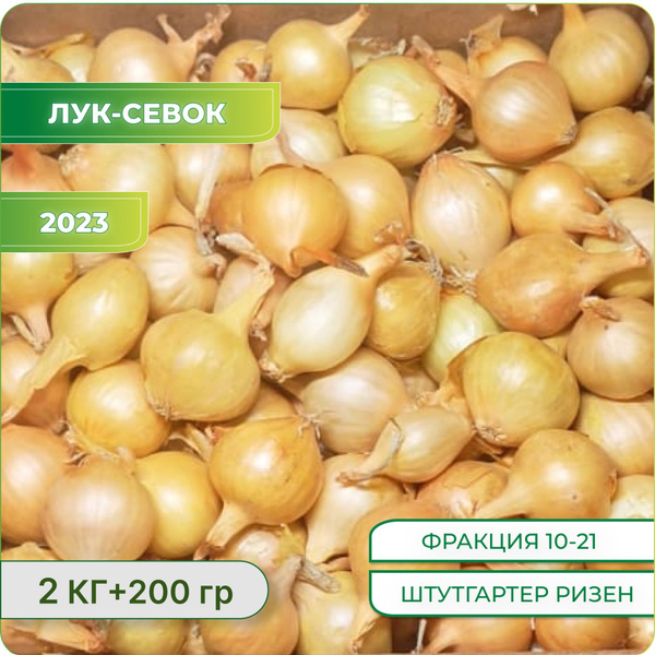 Луковицы Лук севок купить по выгодной цене в интернет-магазине OZON ...