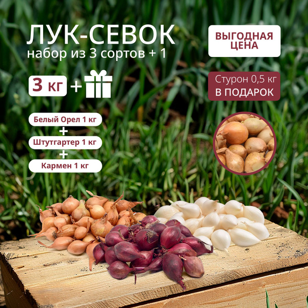 Луковицы Лук севок Лук севок купить по выгодной цене в интернет ...