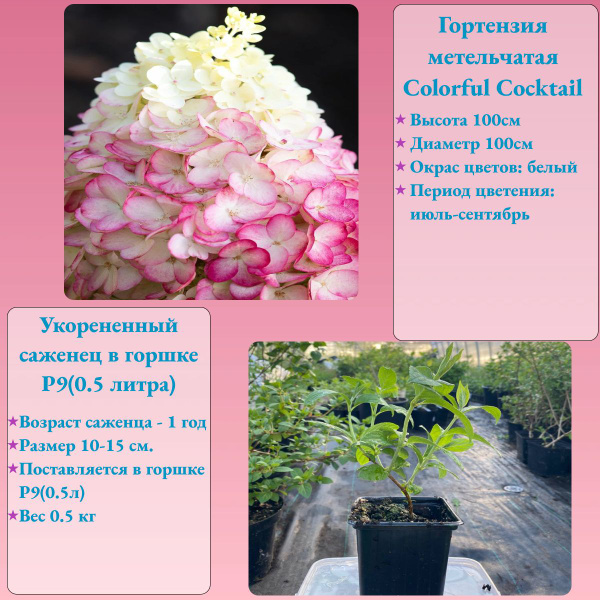 Вопросы и ответы о Гортензия Метельчатая Колорфул Коктейль(Colorful ...