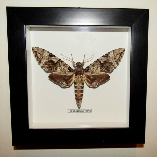 Украшение подвесное интерьерное Бражник Тетрио купить по доступным ценам в интернет магазине