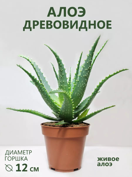 Алоэ Алоэ Древовидное (Арборесценс) комнатное растение, D-12, 12 дм ...