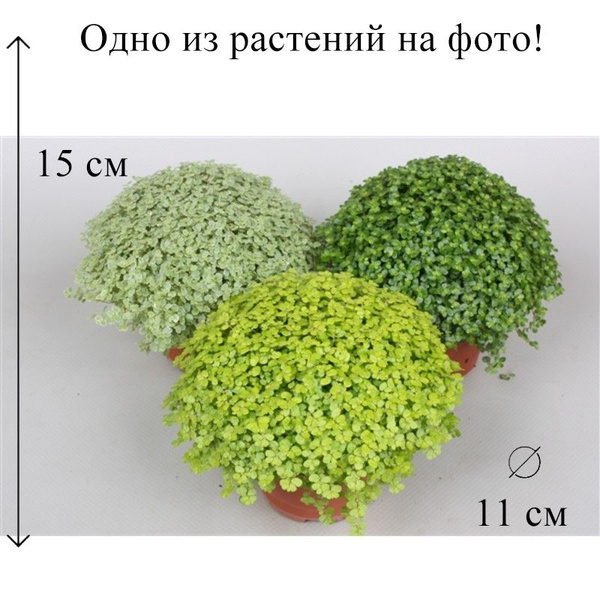 Солейролия микс 11/15 см, 10 дм, 1 шт - купить по выгодной цене в ...