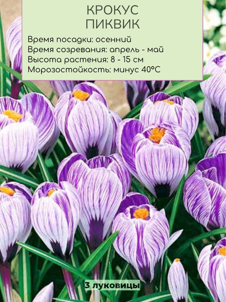Луковицы Крокус купить по выгодной цене в интернет-магазине OZON ...