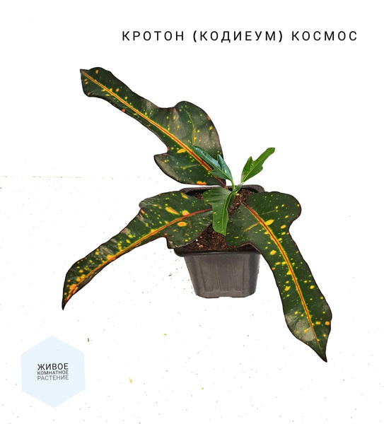 Кротон Космос, 1 шт - купить по выгодной цене в интернет-магазине OZON ...