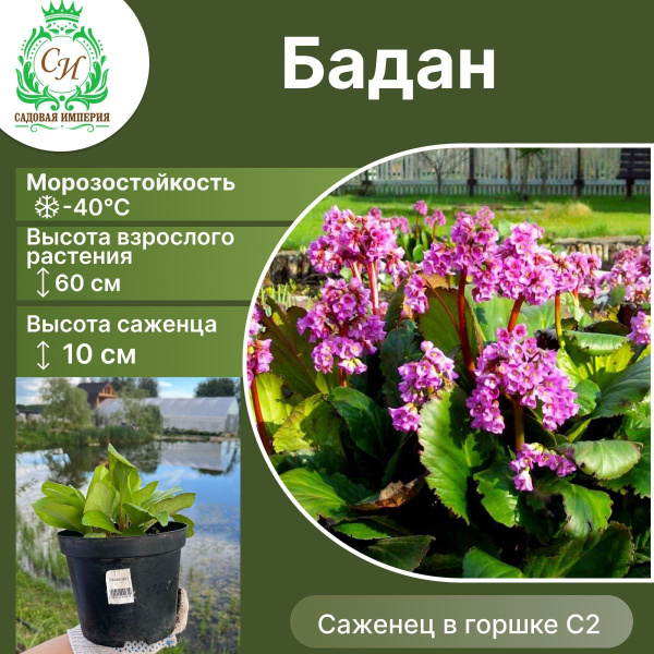 Клубни Бадан Садовая Империя купить по выгодной цене в интернет ...