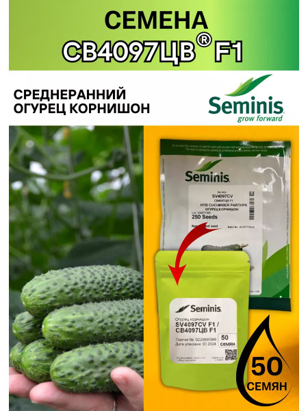 Seminis Посадочный материал_СВ4097ЦВ-50 - купить по выгодным ценам в ...