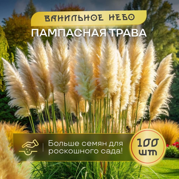 Пампасная трава SVN store Пампасная трава кортадерия желтый - купить по ...