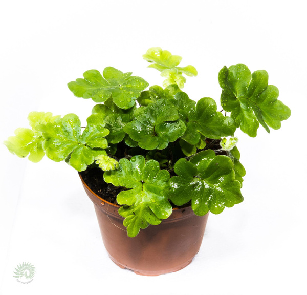 Doryopteris Cordata (дориоптерис коордата) - купить с доставкой по ...