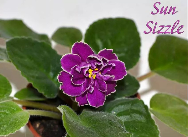 Фиалка Sun Sizzle 1 срез купить на OZON по низкой цене (1828240022)
