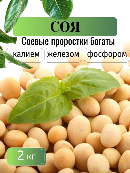 Бобы соевые, соя бобы для проращивания 2 кг купить на OZON по низкой ...