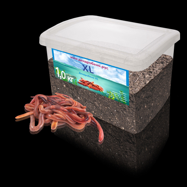 Живой червь Дендробена XL (Dendrobaena veneta XL) 1000гр. купить c ...