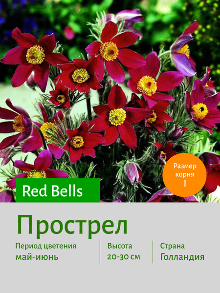 Прострел Рэд Белс (Red Bells) 2 шт СОТКА купить на OZON по низкой цене ...