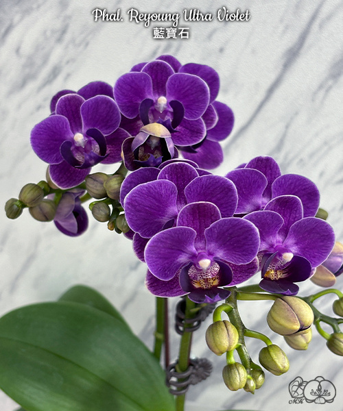 Живая Орхидея Фаленопсис Reyoung Ultra Violet купить на OZON по низкой цене (1998058740)