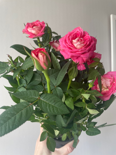 Роза Кордана цветущая h 30см купить на OZON по низкой цене (2055803500)