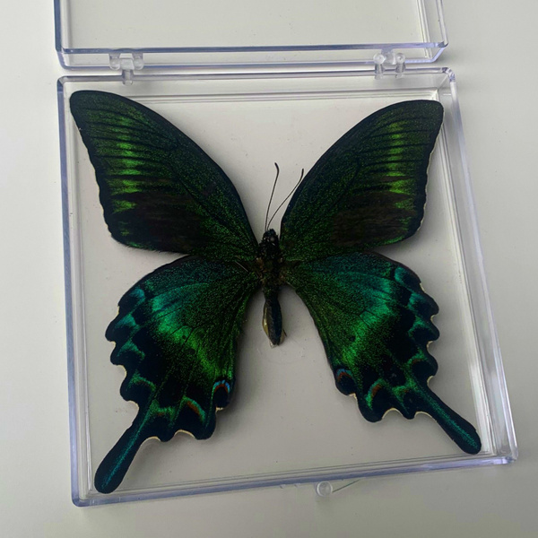 ИЗУМРУДНОЕ КРЫЛО - Принцепс мааки (Princeps maackii) Редкий король ...