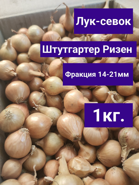Луковицы Лук севок купить по выгодной цене в интернет-магазине OZON ...