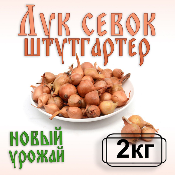 Луковицы Лук севок Лук севок купить по выгодной цене в интернет ...