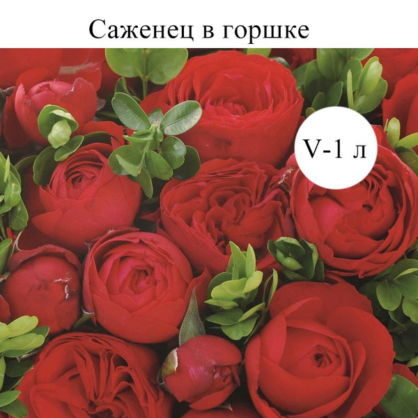 Роза чайно-гибридная Хот Рококо V-1 ltr, саженец в горшке 1 шт - купить ...