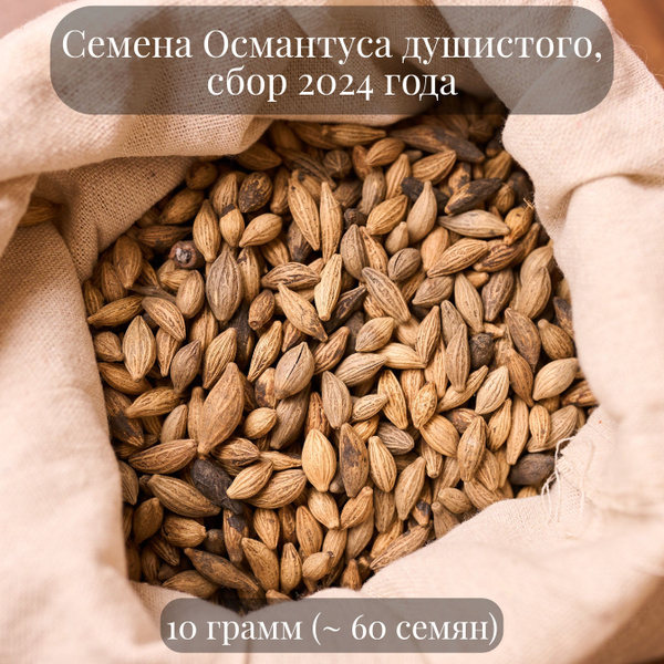 Османтус Желуди Османтус душистый - купить по выгодным ценам в интернет ...