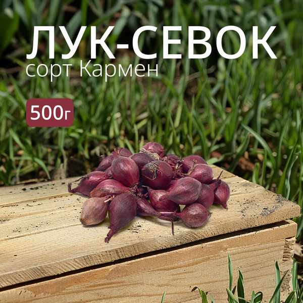 Луковицы Лук севок Лук севок купить по выгодной цене в интернет ...