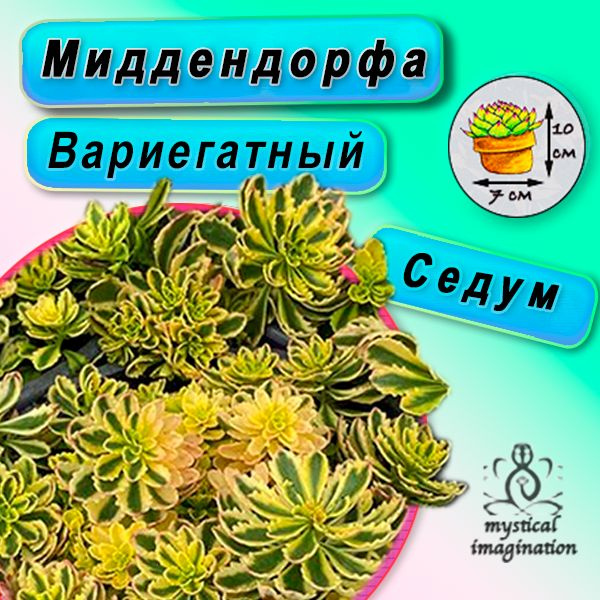 Седум (очиток) Миддендорфа Вариегатный - купить с доставкой по выгодным ...
