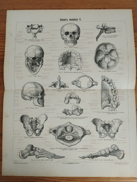 Скелет человека II. 1909 г. - купить по выгодной цене в интернет-магазине OZON (1648128880)