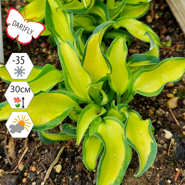 Хоста Гравити Рокс (Hosta Gravity Rocks), многолетник, саженец, делёнка ...