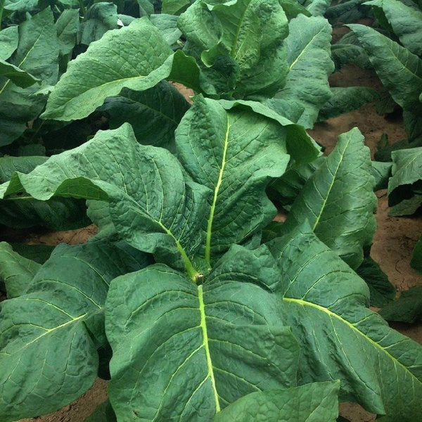 Табак душистый Deodar SEEDS COMPANY Табак - купить по выгодным ценам в ...