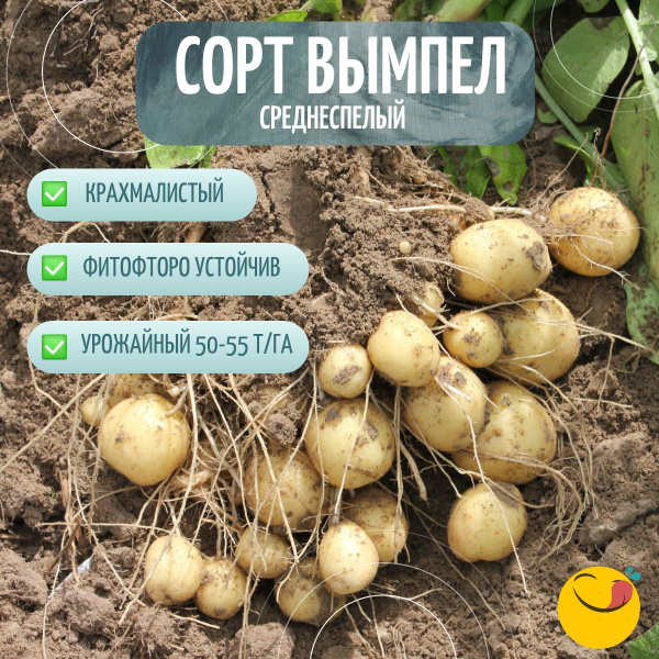 Картофель Агроцентр Коренево Картофель семенной Великан - купить по ...