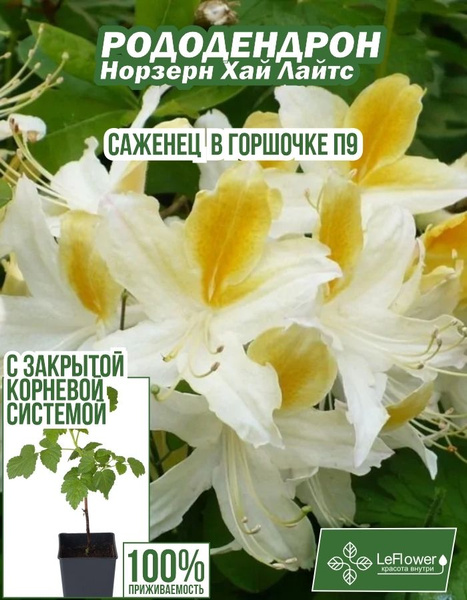 LeFlower саженец-лф - купить по выгодным ценам в интернет-магазине OZON ...