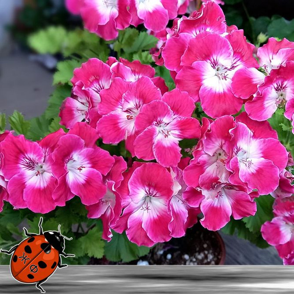 Саженец пеларгонии Pac Bermuda Cherry (королевская) . Саженец в стакане ...