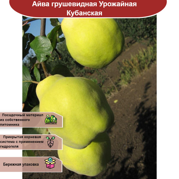Айва грушевидная " - купить с доставкой по выгодным ценам в интернет ...